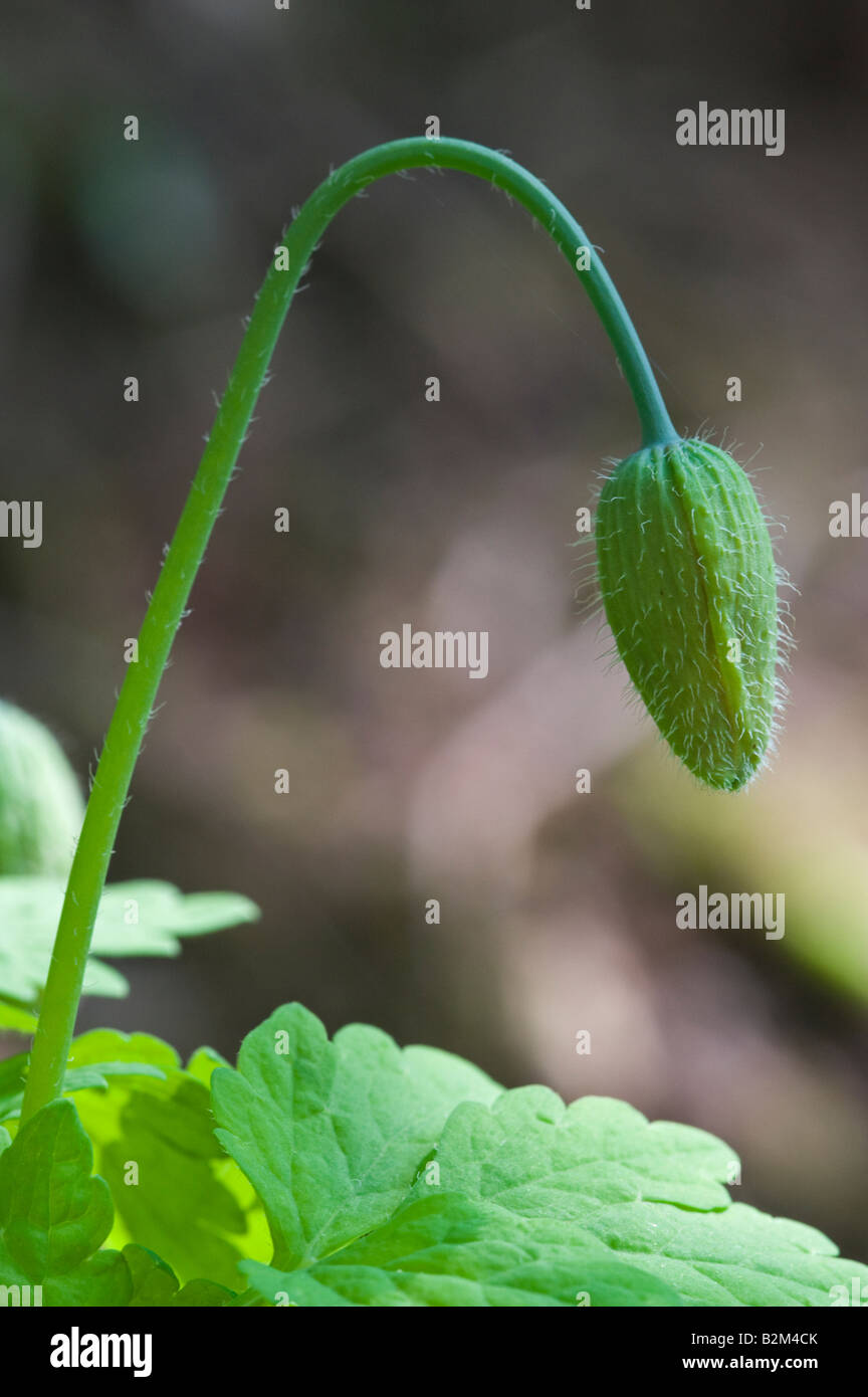 Drooping bud hi-res stock photography and images - Alamy