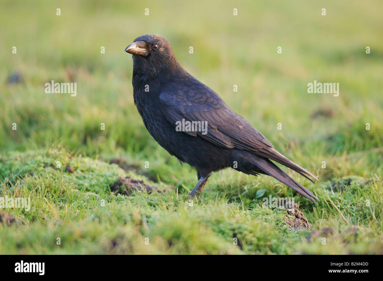 Natural carrion crow bird hi-res stock photography and images - Alamy