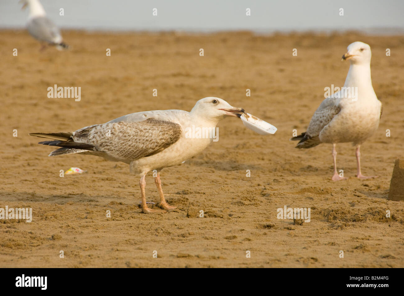 Polystyrene food tray rubbish hi-res stock photography and images - Alamy