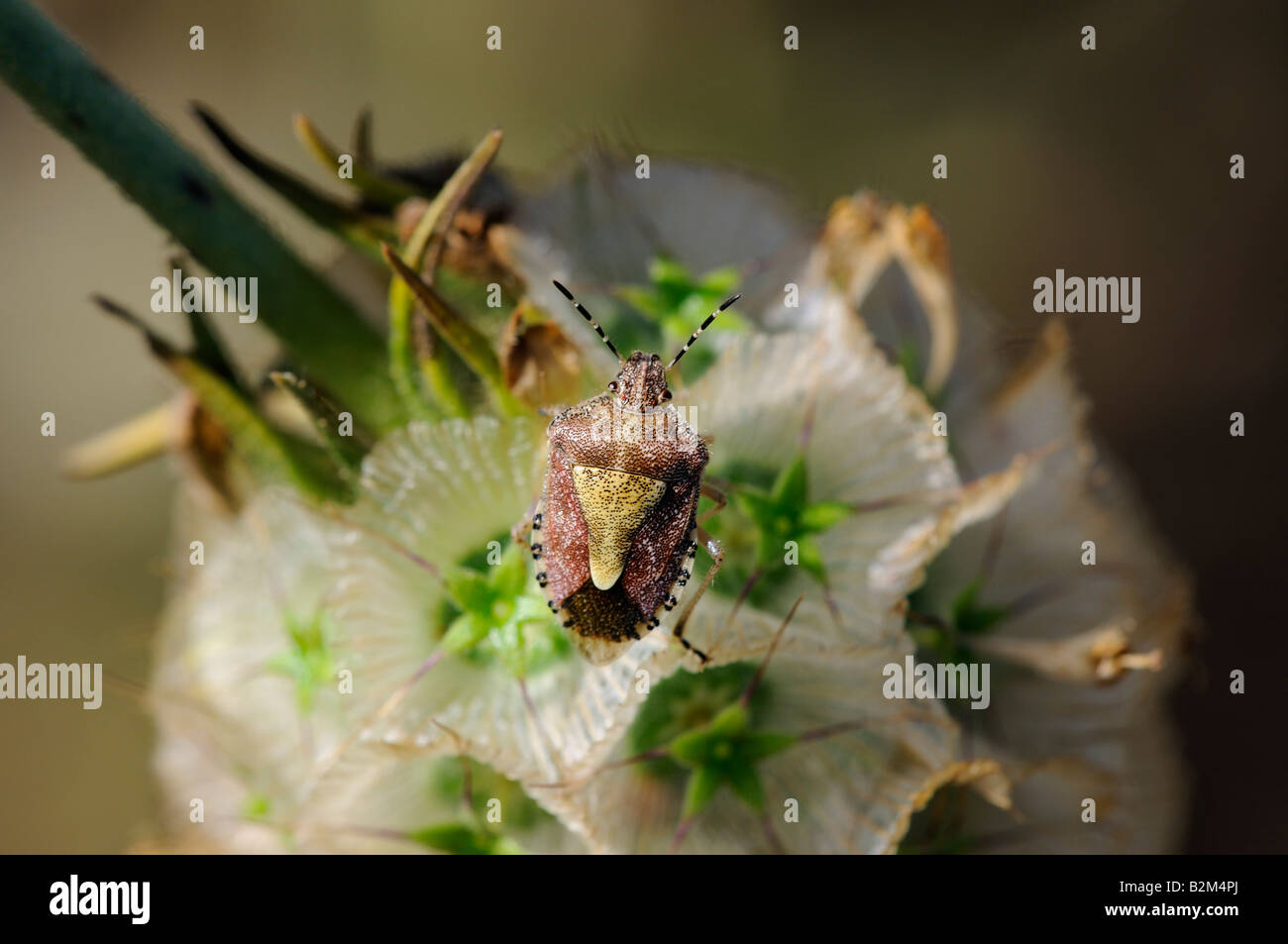 A picture of a bug Stock Photo - Alamy