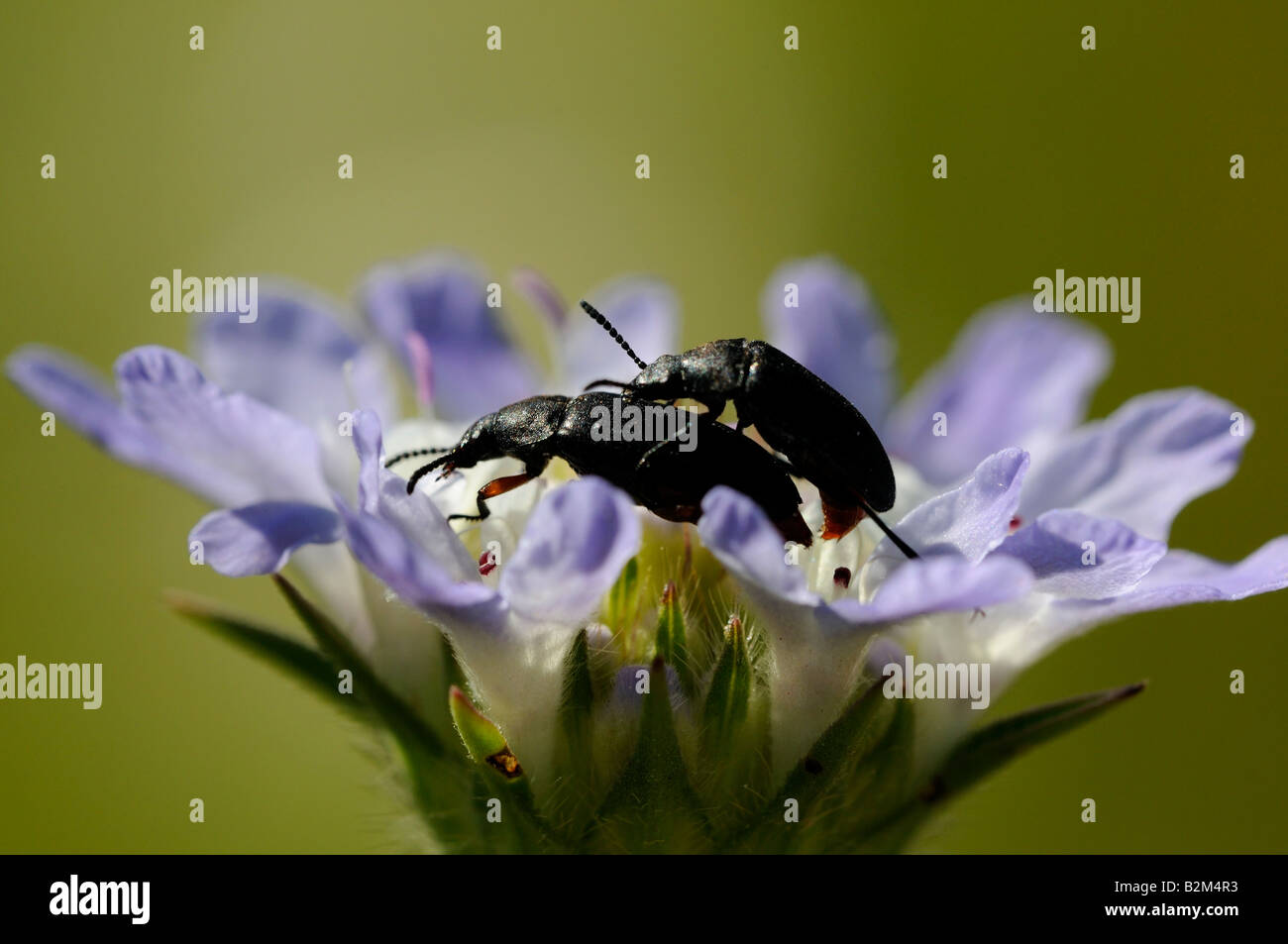 A picture of a two beetle Stock Photo - Alamy