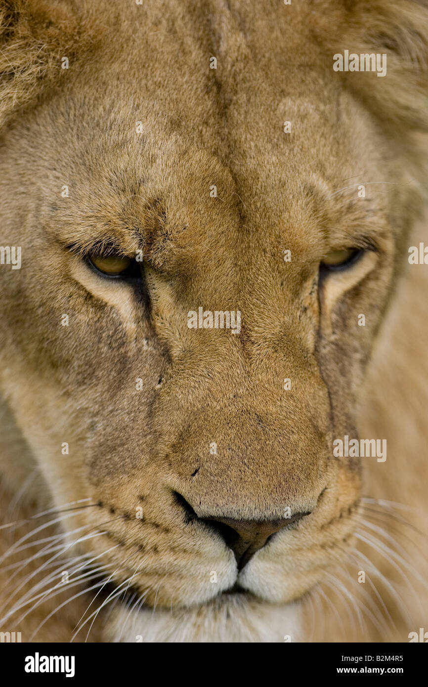 Lioness head hi-res stock photography and images - Alamy