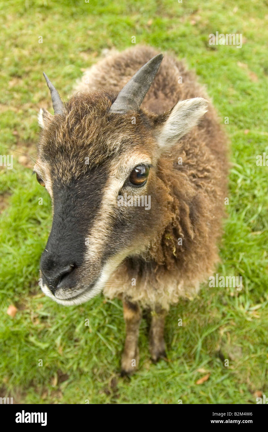 Soay Sheep Portrait Stock Photo - Alamy