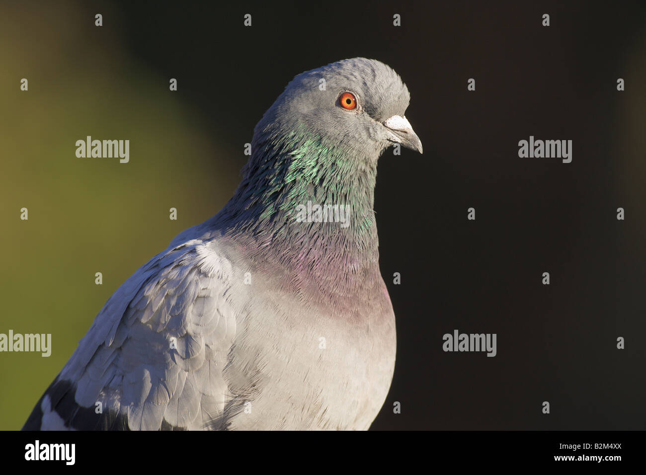 Feral Pigeon head and shoulders close up with a dark background Stock ...