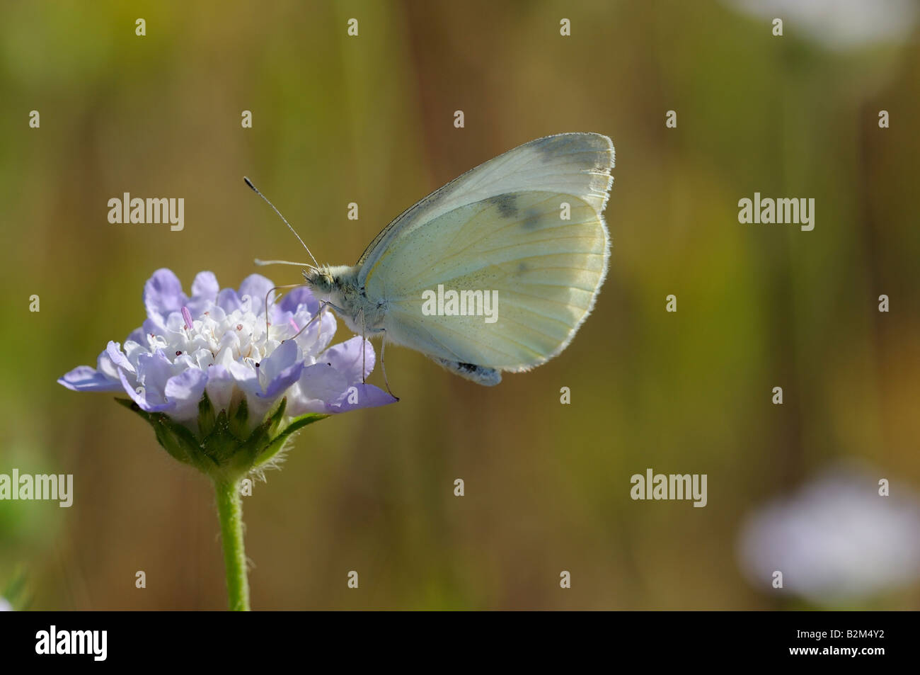 a picture of a white butterfly Stock Photo - Alamy