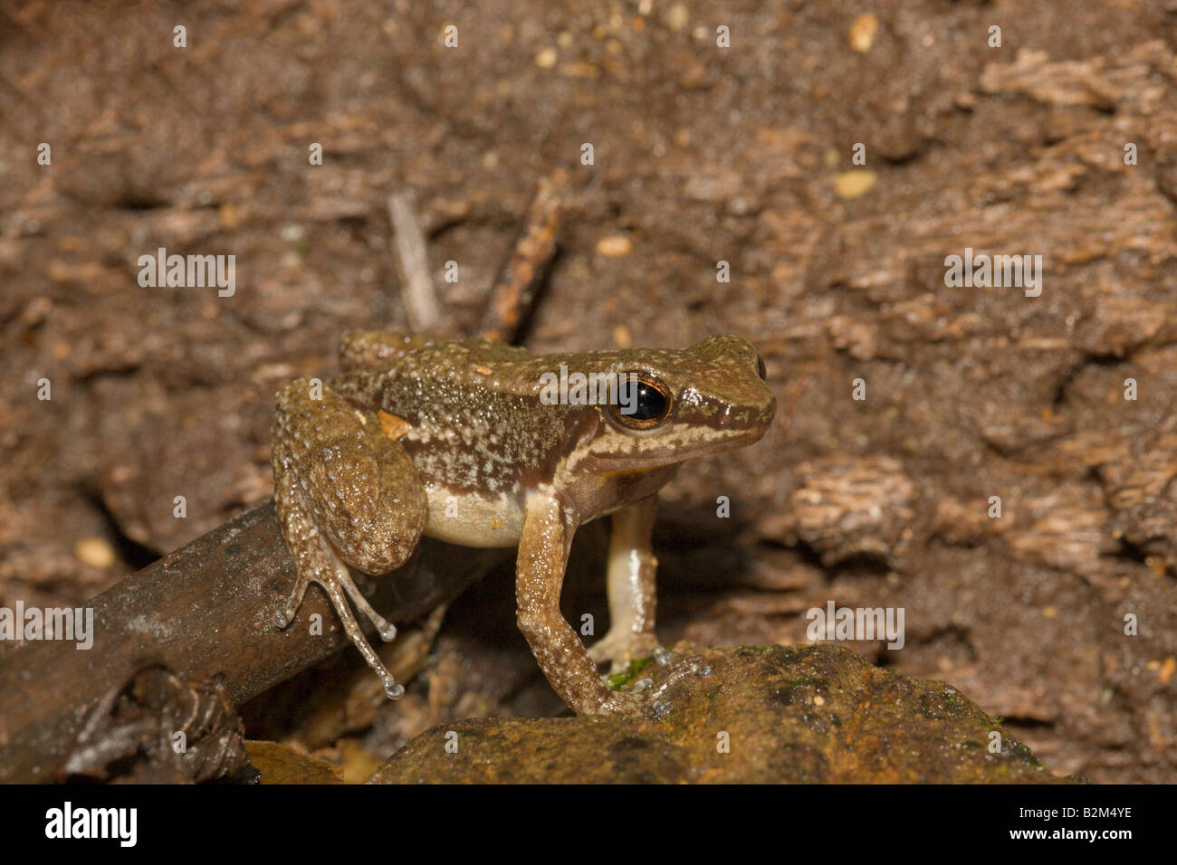Yellow throated Frog Mannophryne or Colostethus trinitatis female Stock ...