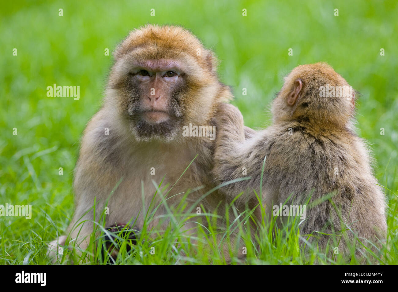 Longleat safari park monkey hi-res stock photography and images - Alamy