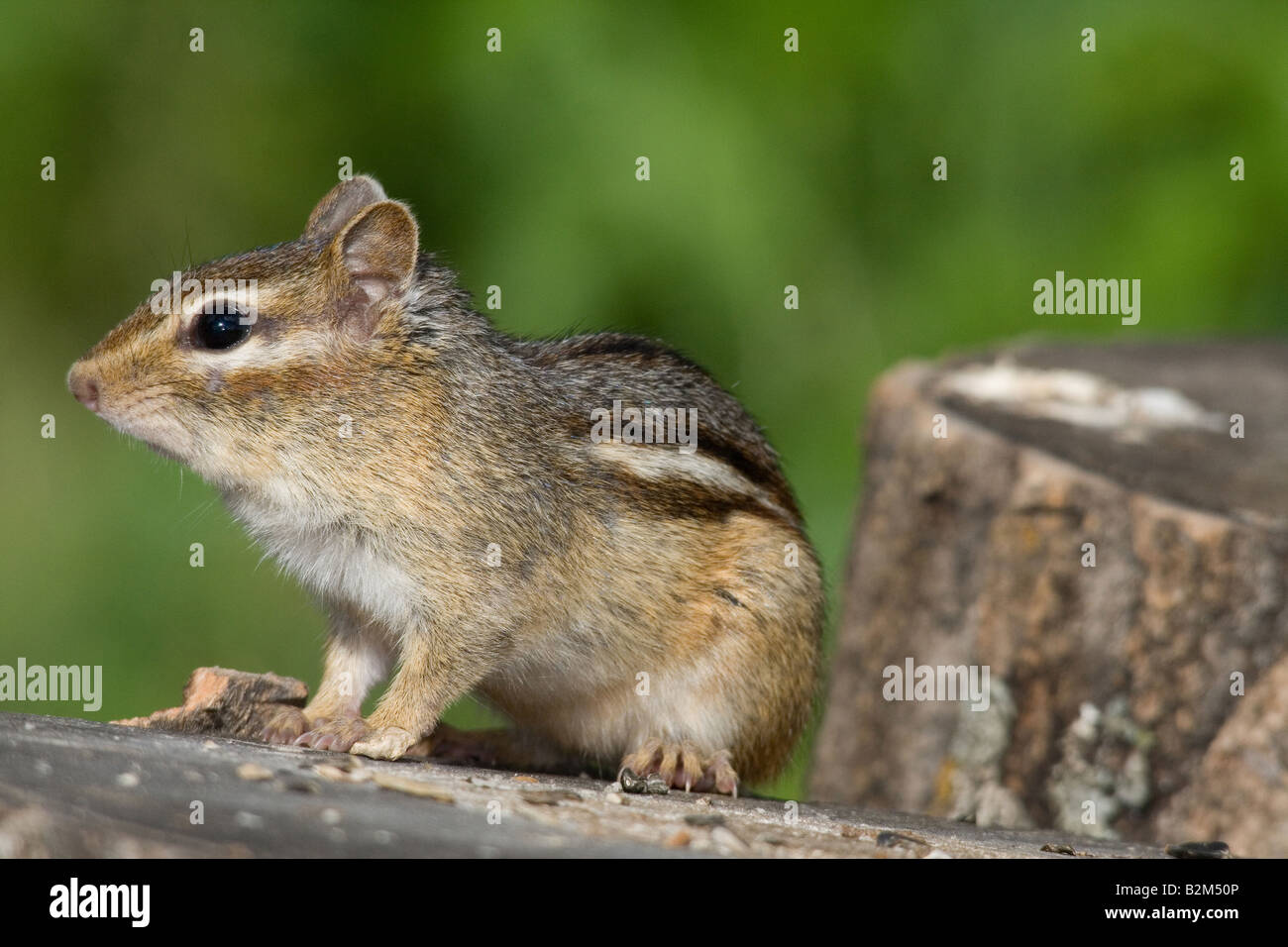 Fat cheeks stuffed hi-res stock photography and images - Alamy