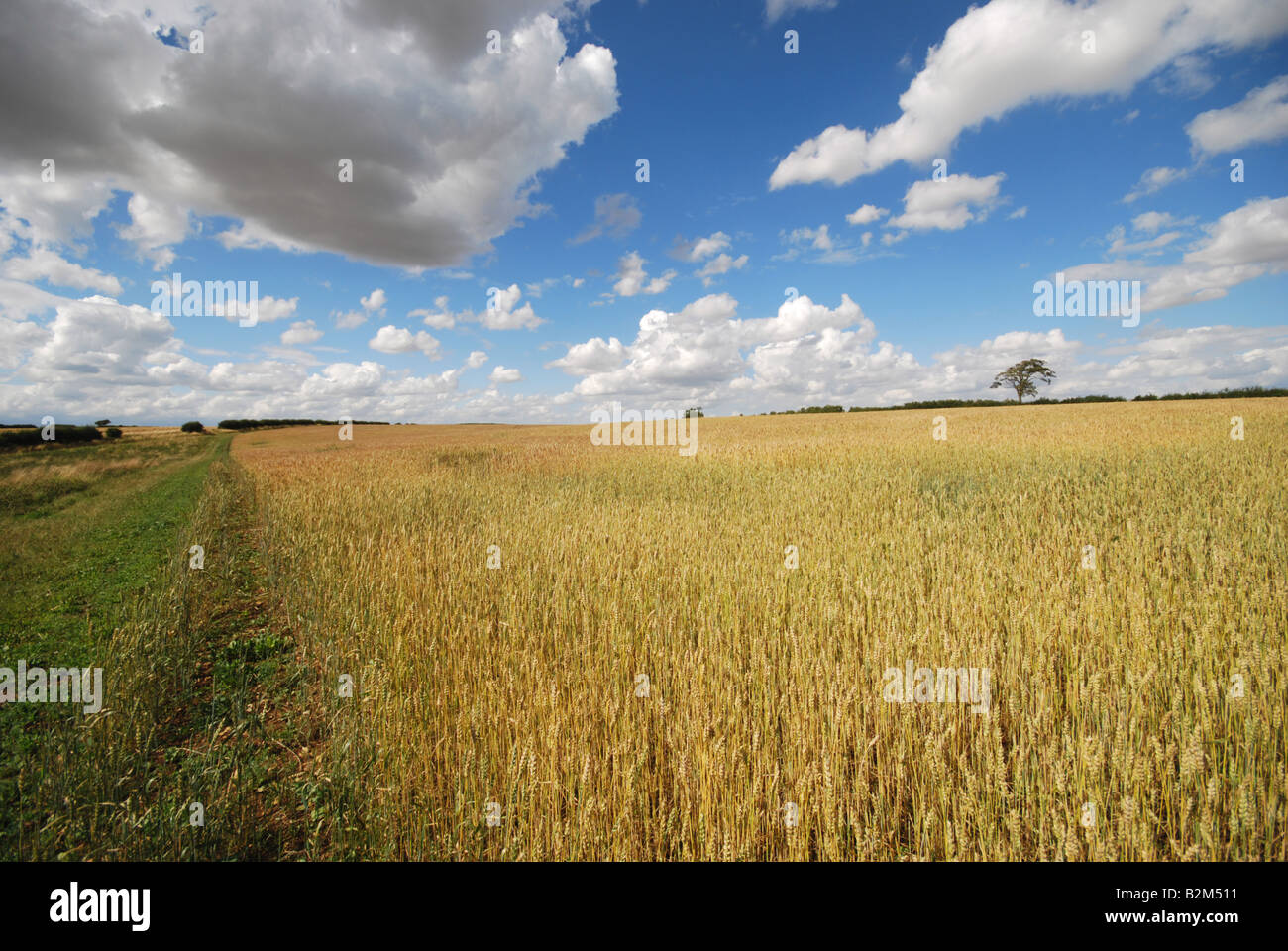 Wheat field, Lincolnshire, England Stock Photo - Alamy