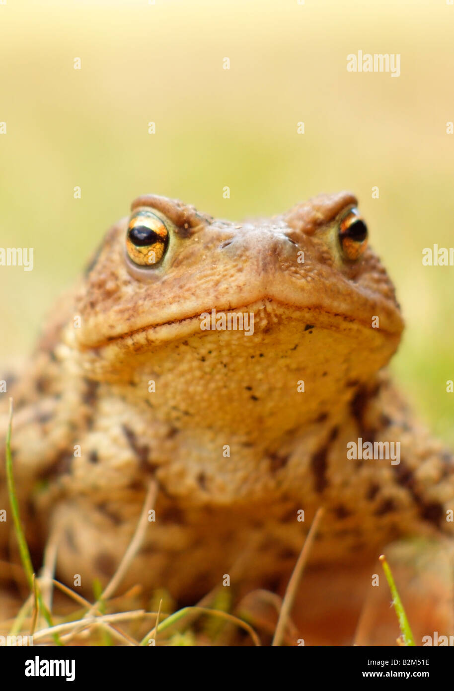 Bufonidae family hi-res stock photography and images - Alamy