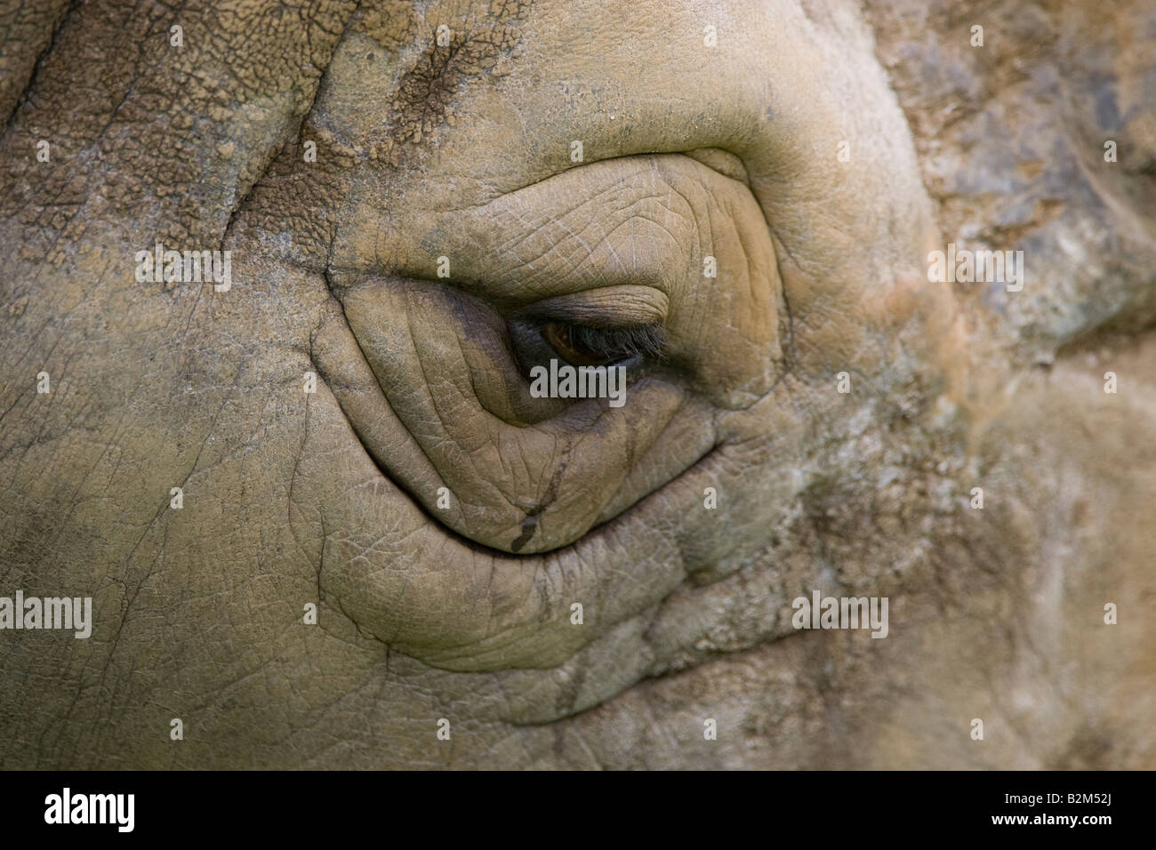 Eye of rhinoceros hi-res stock photography and images - Alamy