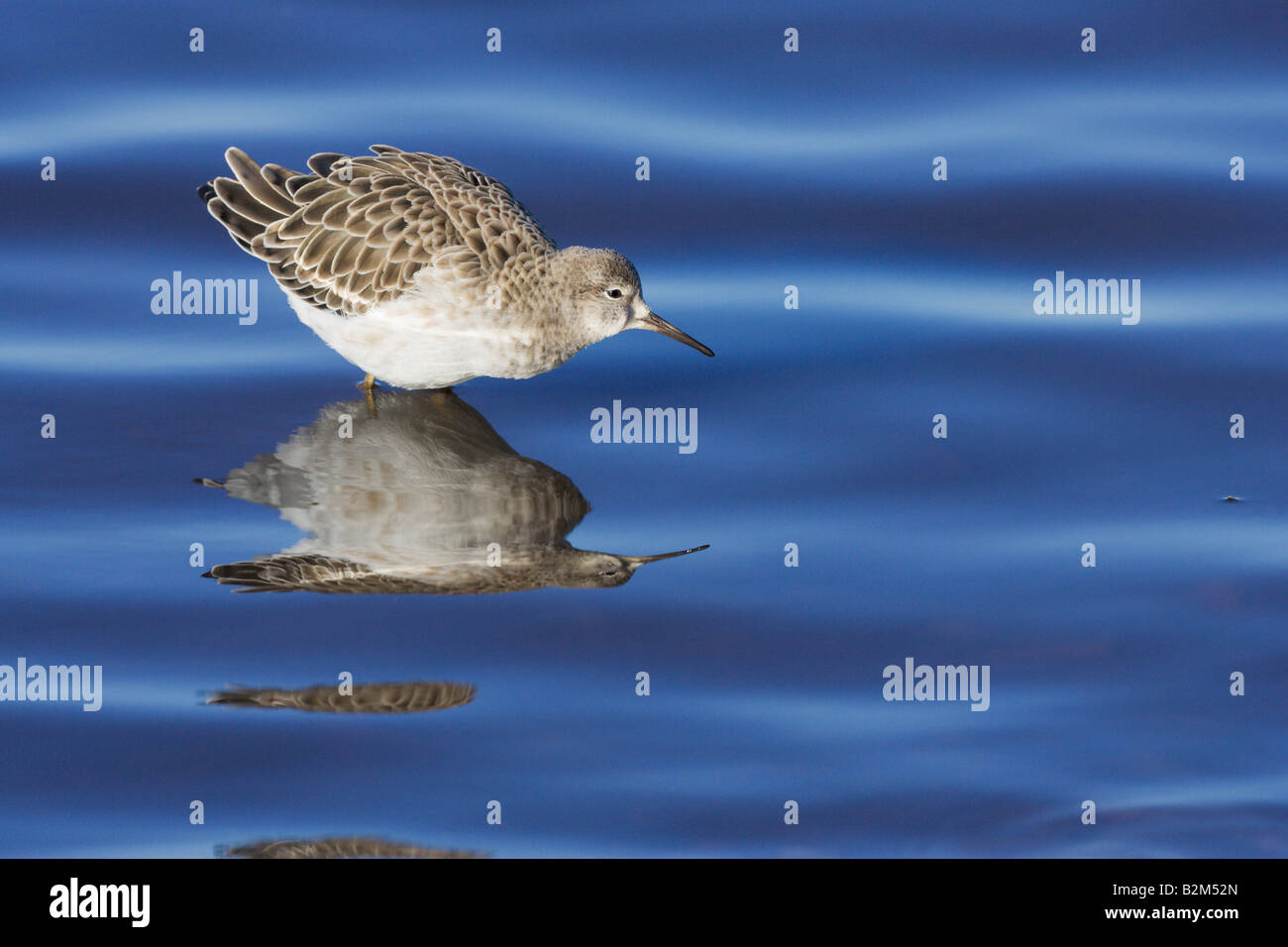 Ruff bird uk hi-res stock photography and images - Alamy