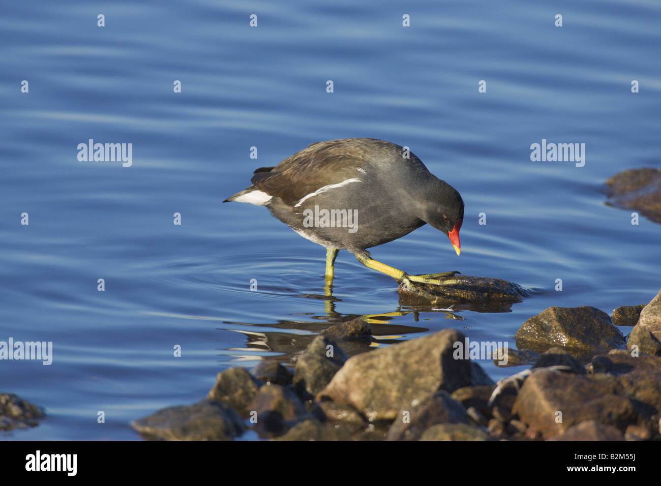 Emerging from water hi-res stock photography and images - Alamy