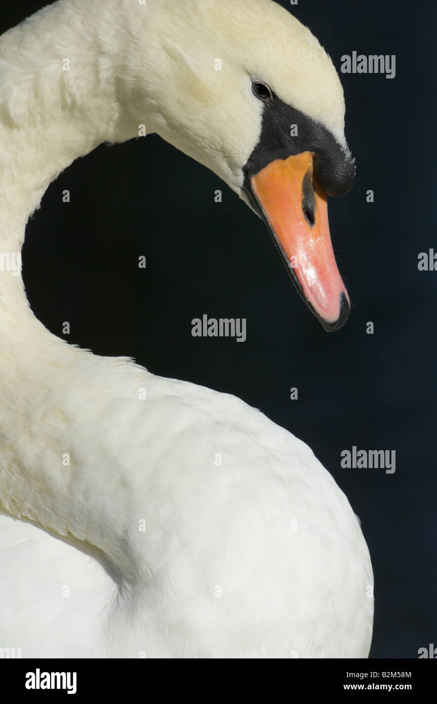 Head shape profile hi-res stock photography and images - Alamy