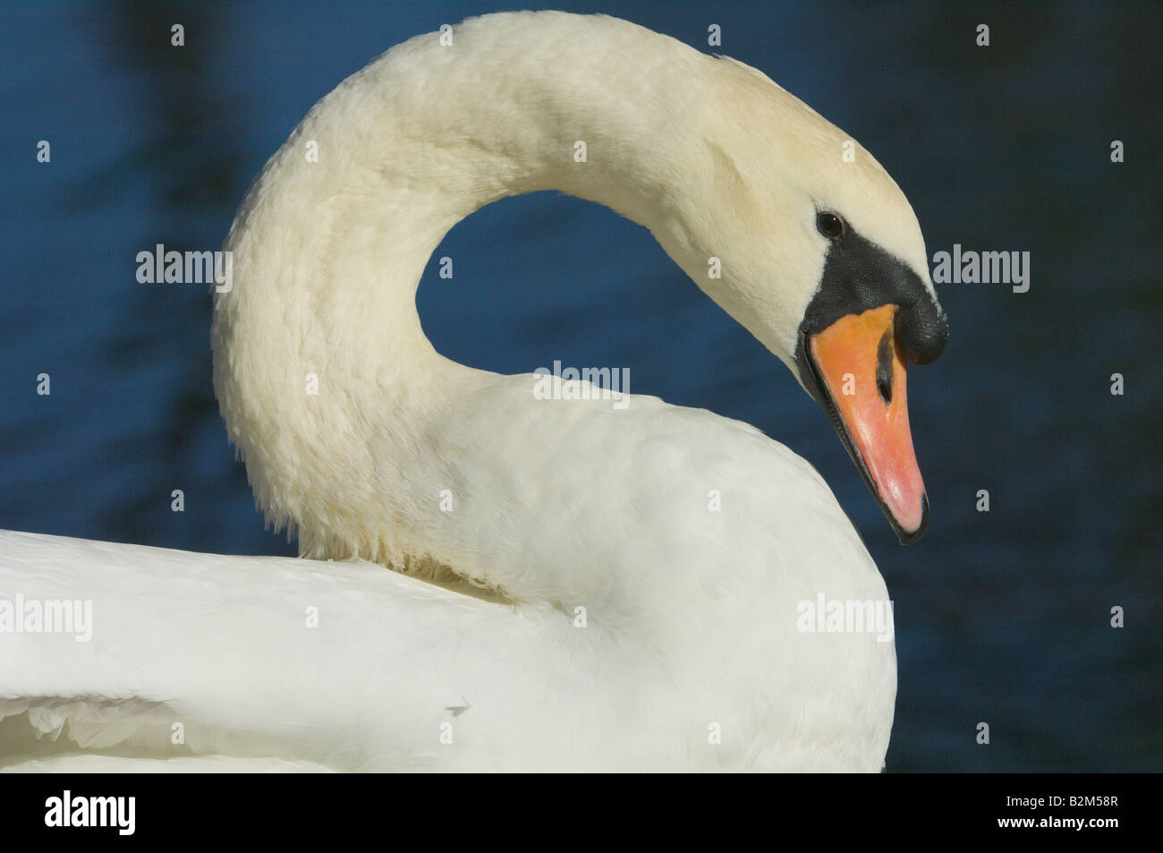 S shape of head and neck hi-res stock photography and images - Alamy