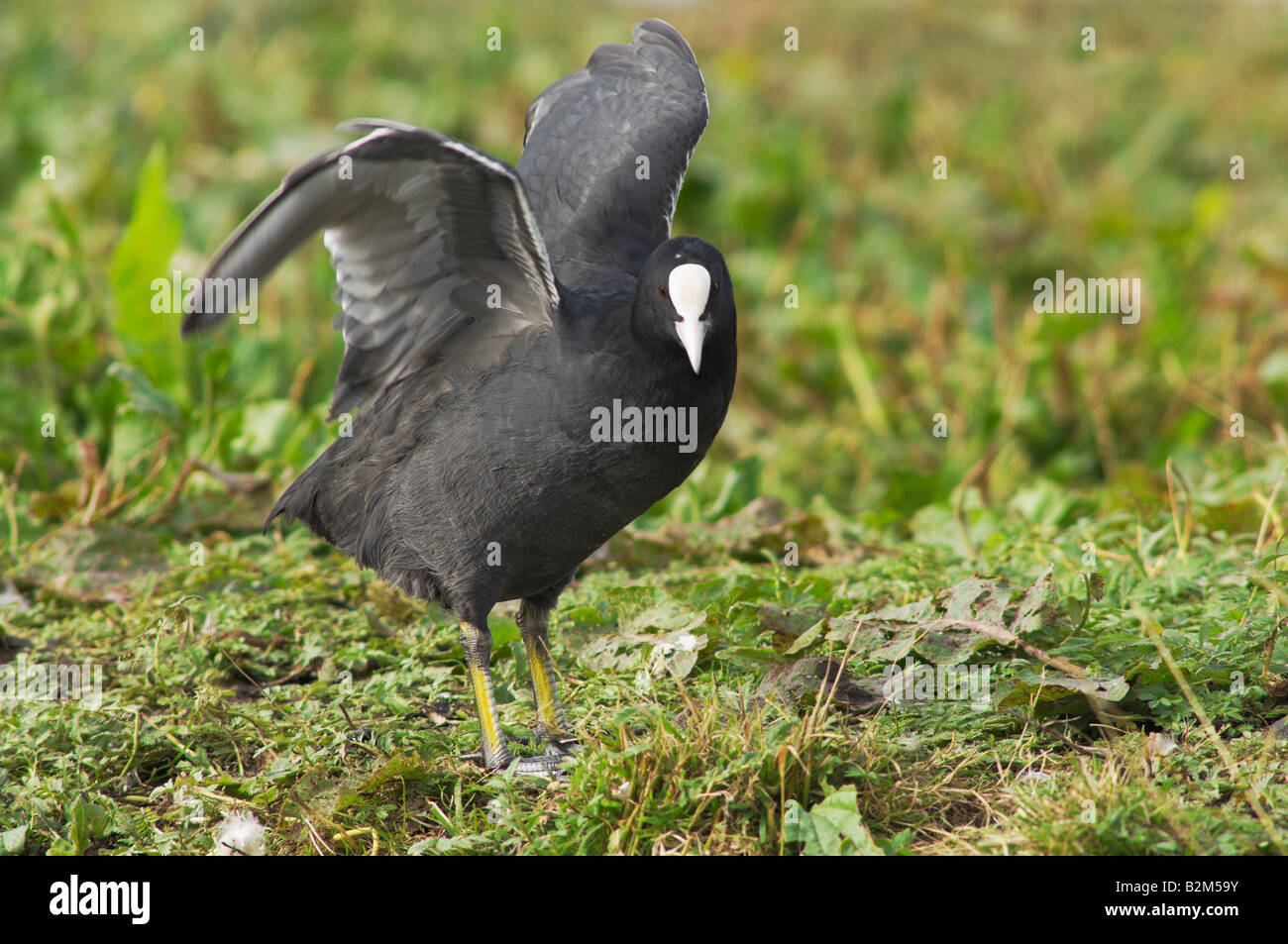 Coot Fulica atra stretching its wings Stock Photo - Alamy