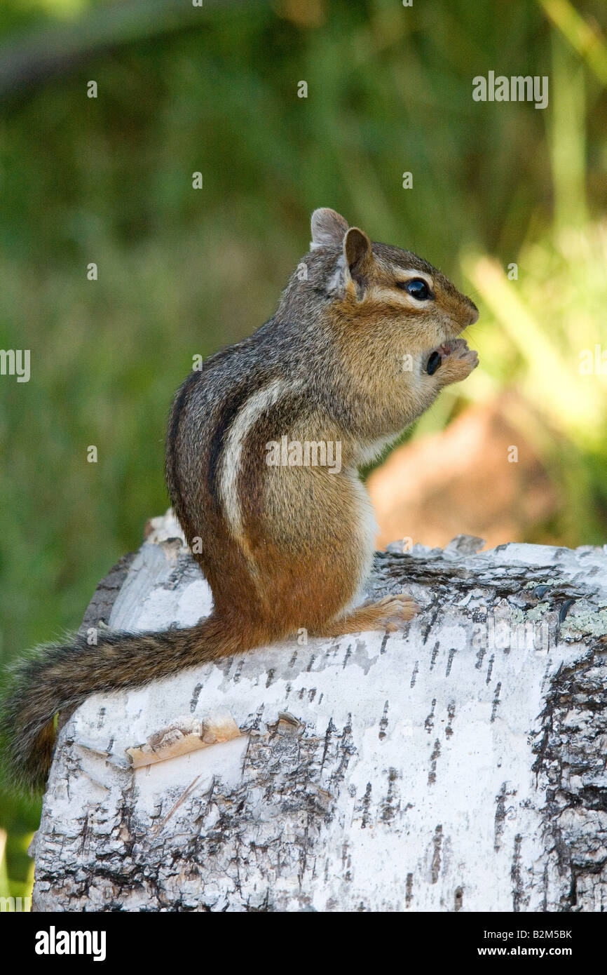 Chipmunk with cheeks full hi-res stock photography and images - Alamy