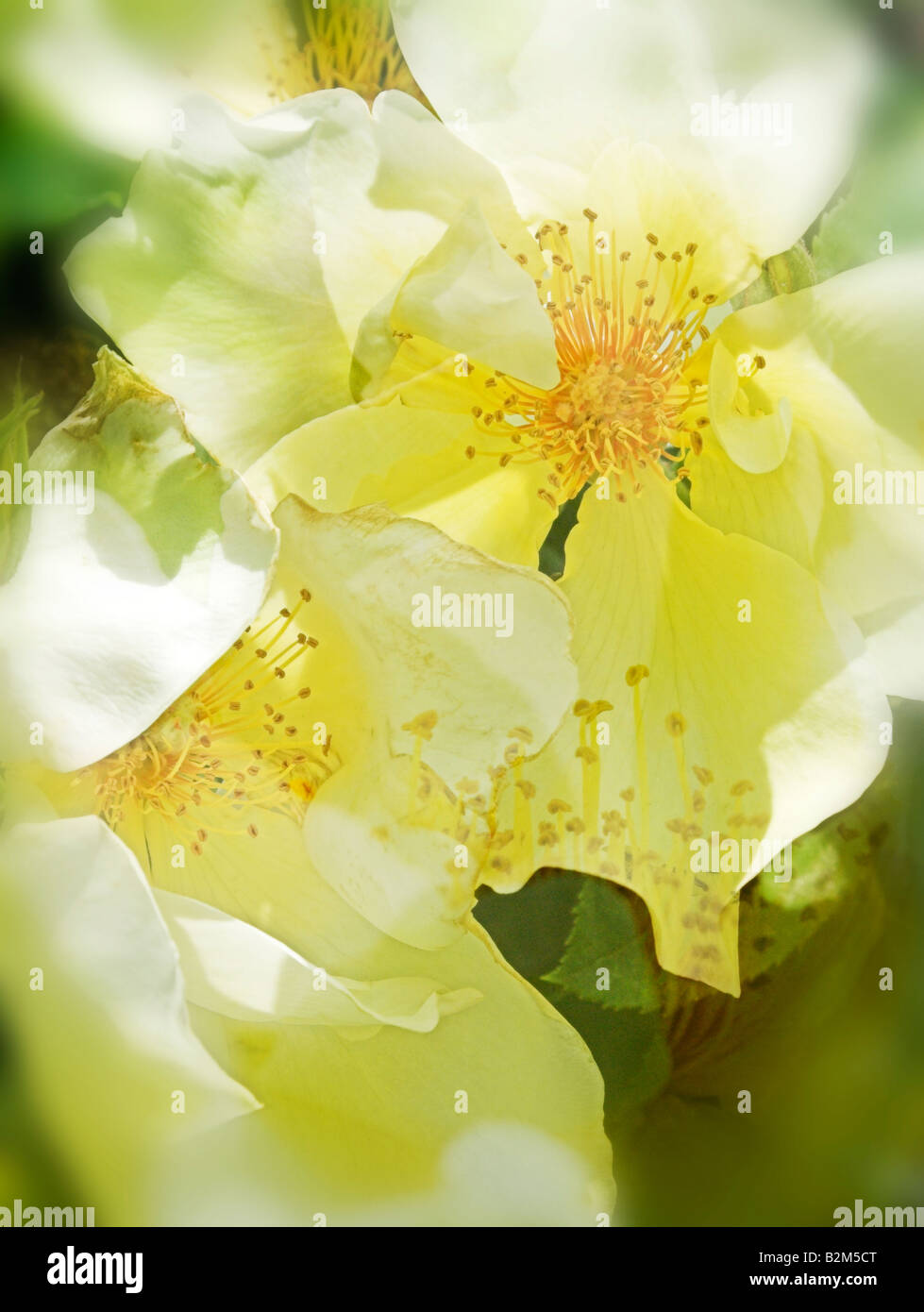 Beautiful Pale Yellow Roses Stock Photo - Alamy