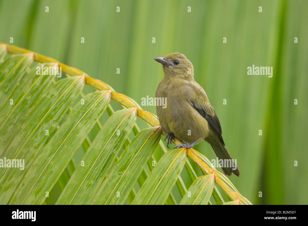 Palm tanager bird green perching hi-res stock photography and images ...