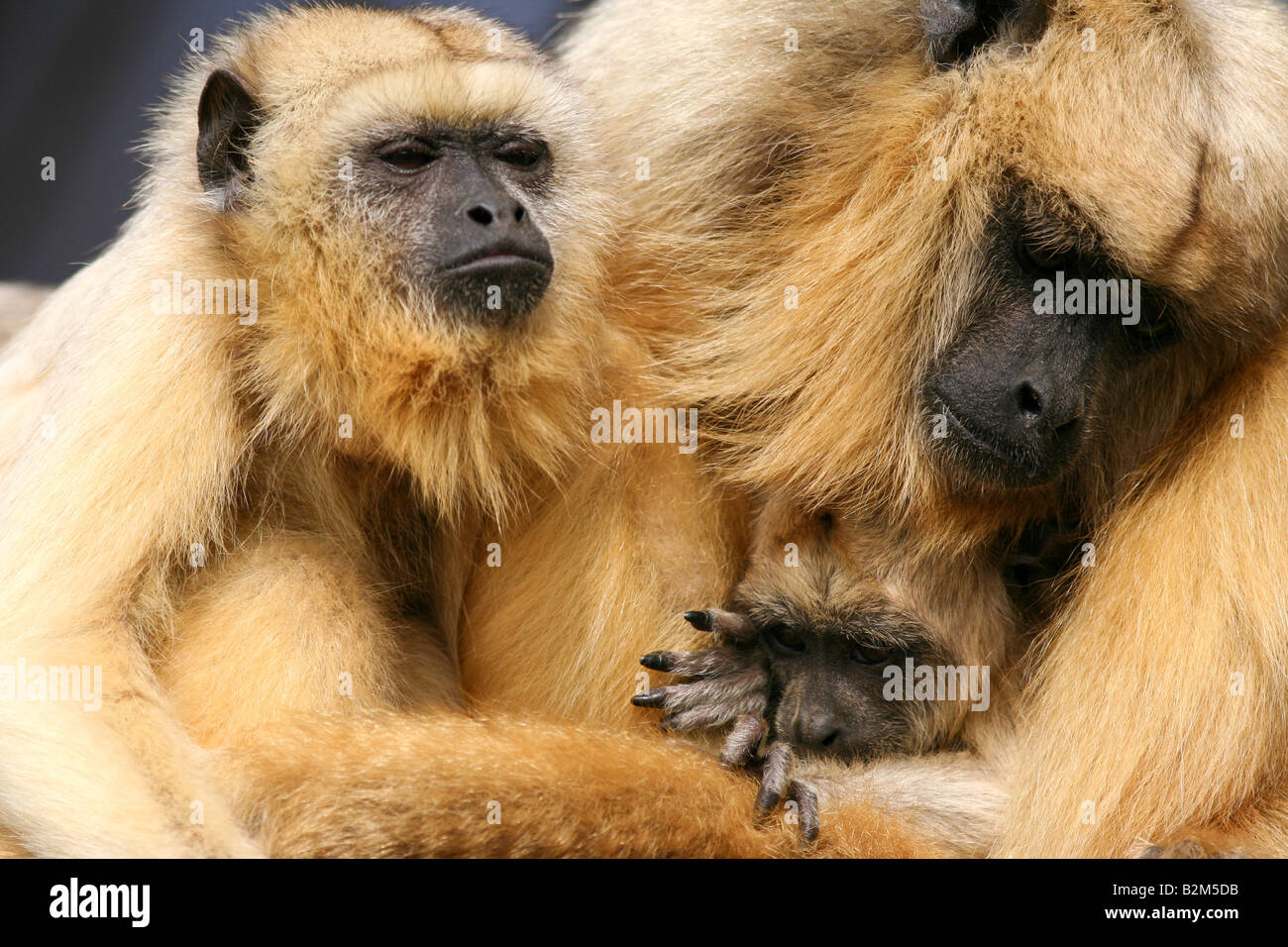Howler monkey amazon hi-res stock photography and images - Alamy