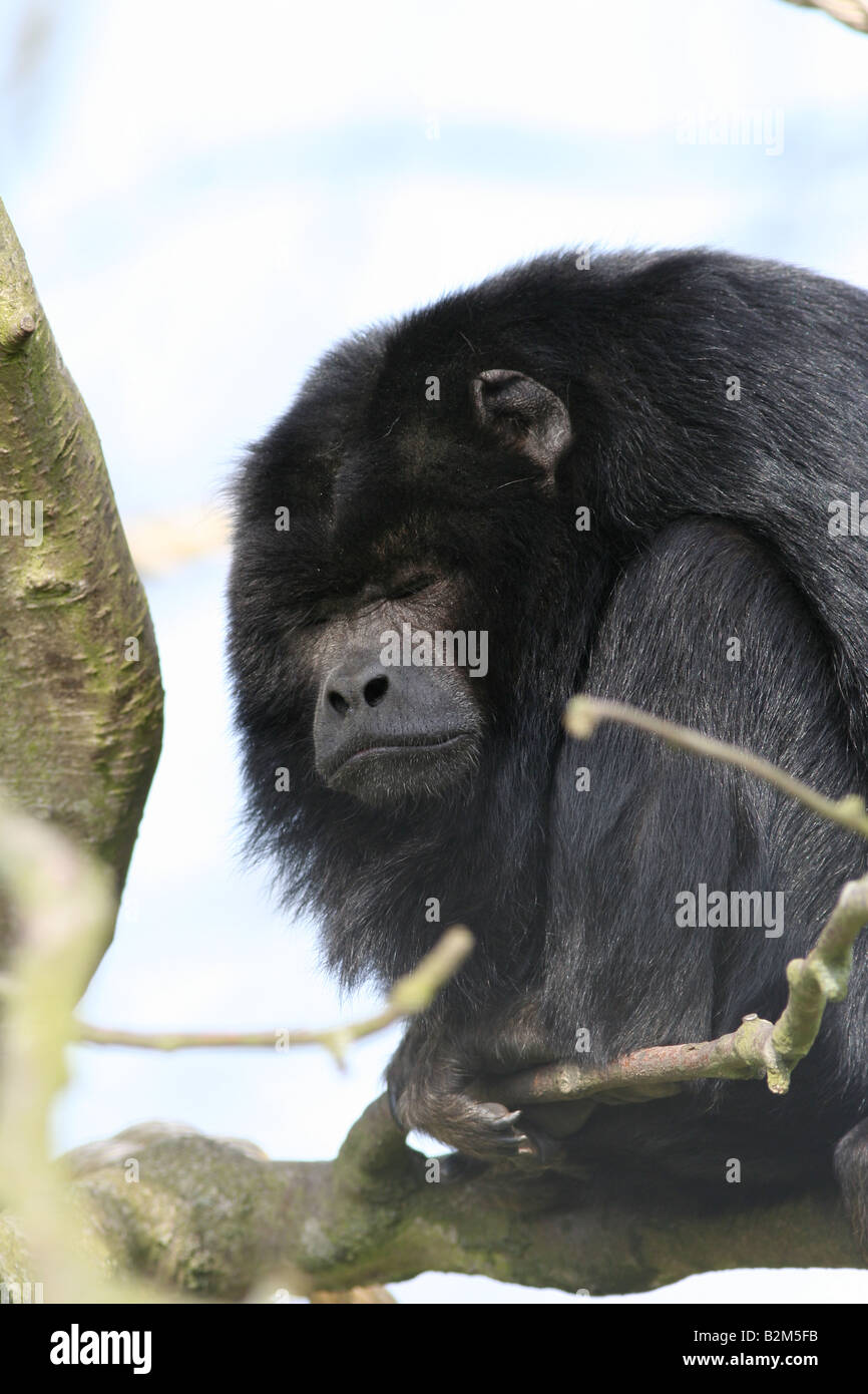 Black howler monkey Alouatta caraya (Male Stock Photo - Alamy