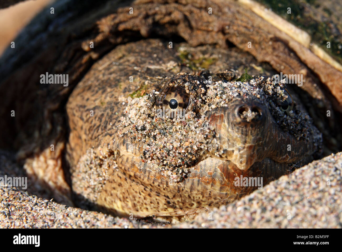 An Adult Female Common Snapping Turtle in Ontario, Canada Stock Photo ...