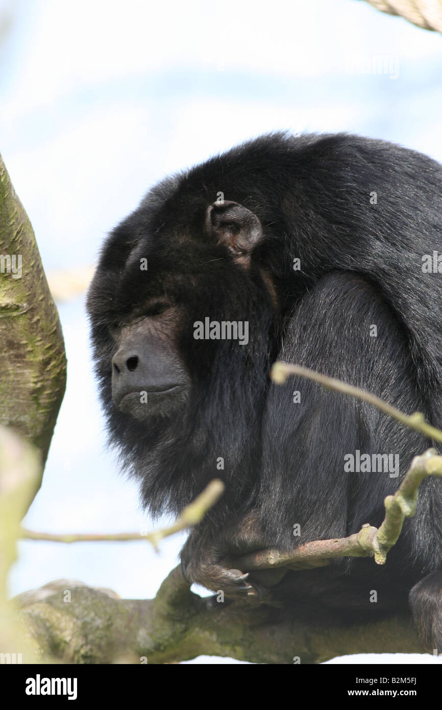 Black howler monkey Alouatta caraya (Male Stock Photo - Alamy