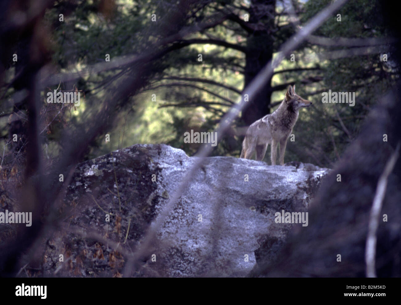 Coyote the Prairie Wolf Pack Back Country Wildlife Stock Photo - Alamy