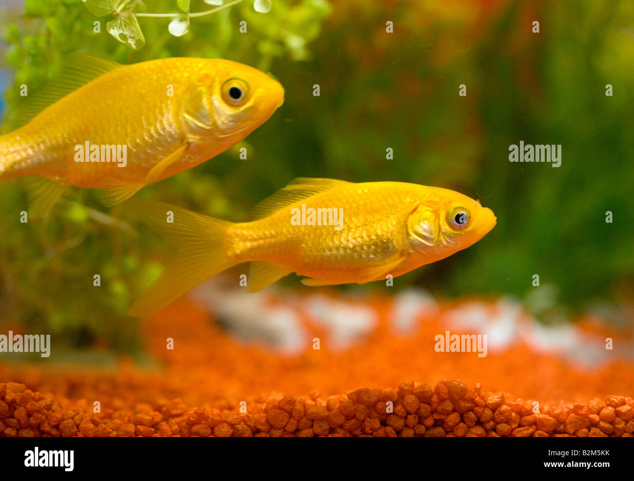 Goldfish in a freshwater aquarium Stock Photo - Alamy