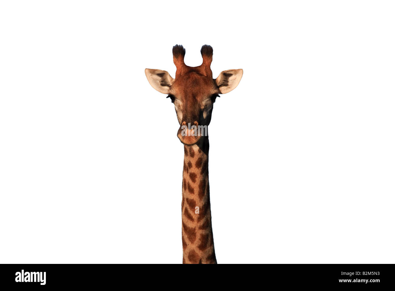 Giraffe cutout hi-res stock photography and images - Alamy