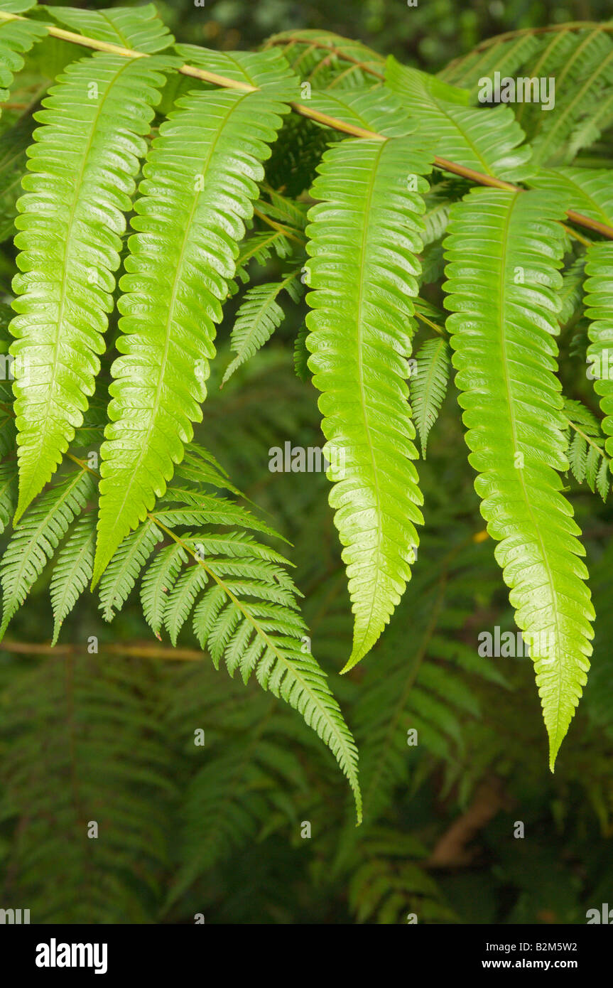 Rainforest fern fronds Stock Photo - Alamy