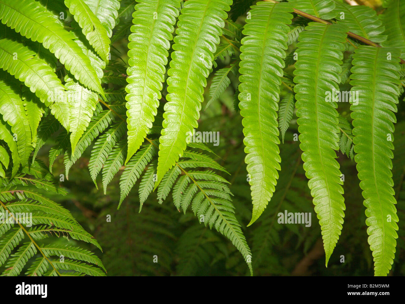 Rainforest fern fronds Stock Photo - Alamy