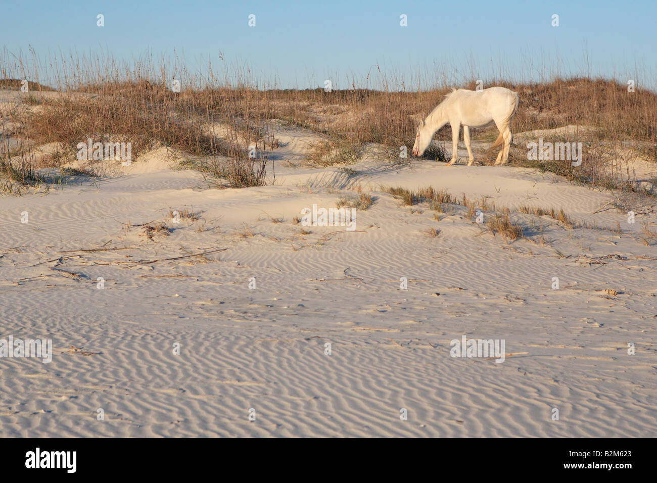 ALBINO HORSE IN THE MORNING LIGHT ON THE BEACH ON CUMBERLAND ISLAND ...