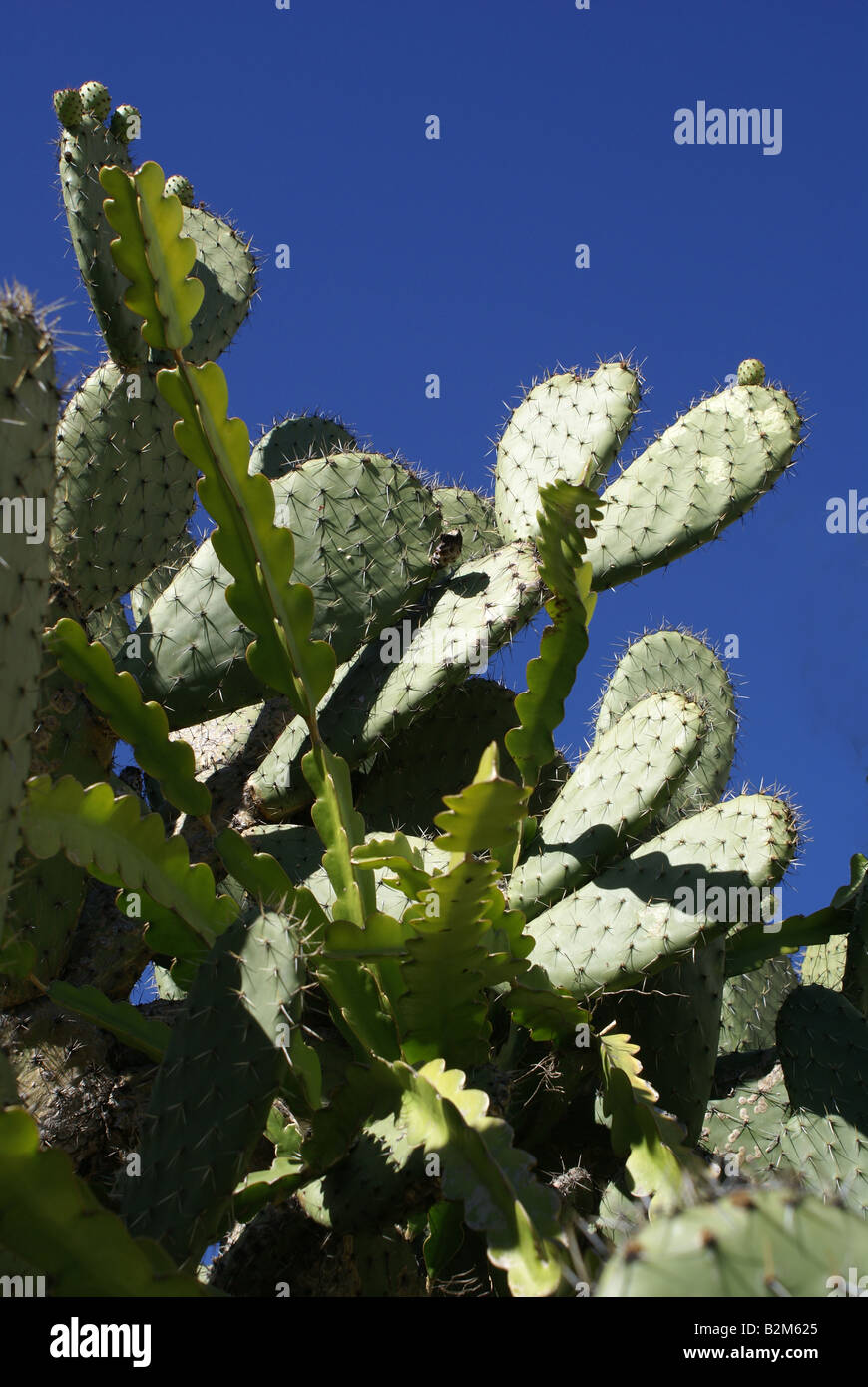 Prickly pear cactus plants hi-res stock photography and images - Alamy