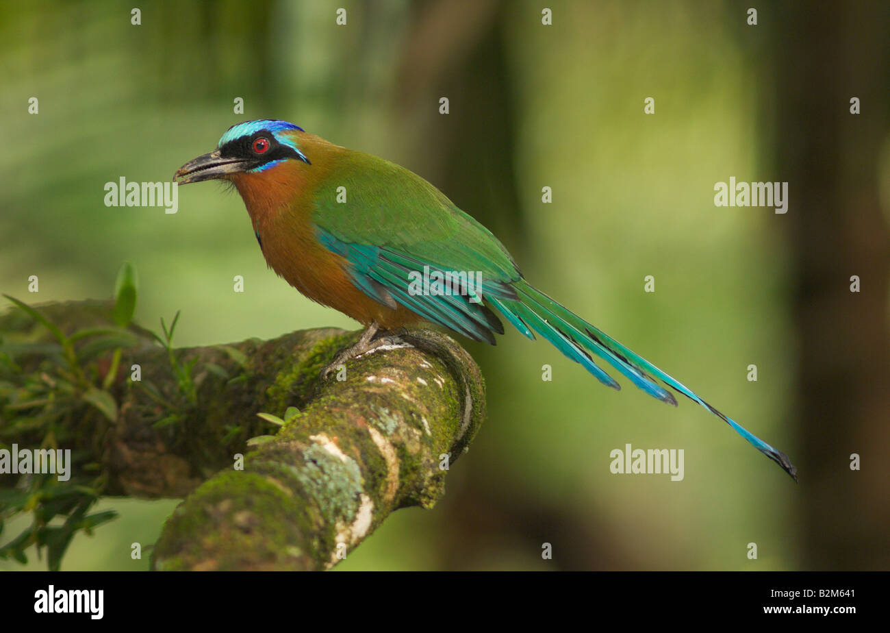 Blue crowned Motmot Momotus momota Stock Photo - Alamy