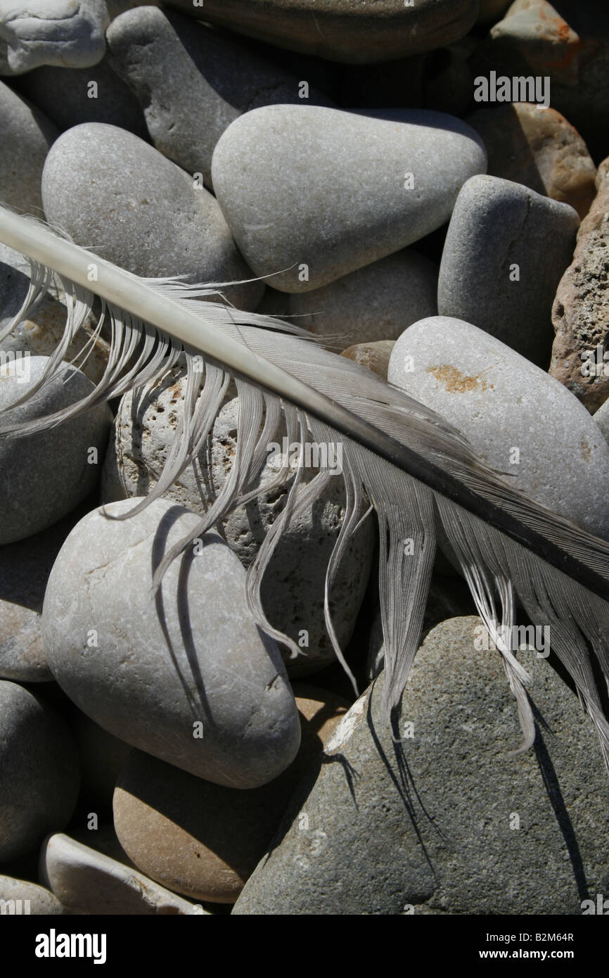 one old bird's feather with pebbles on sea shore Stock Photo - Alamy