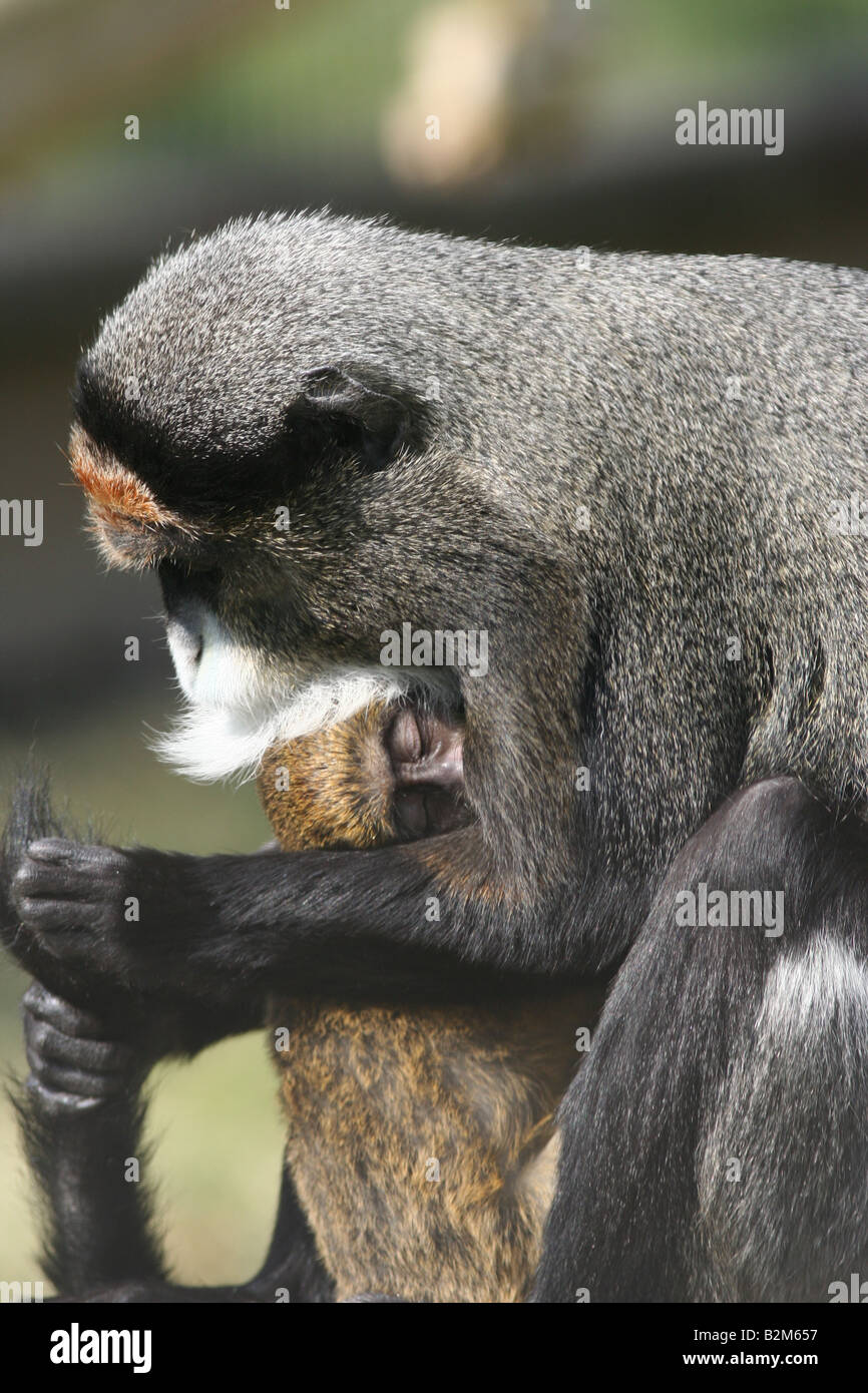 De brazza hi-res stock photography and images - Alamy