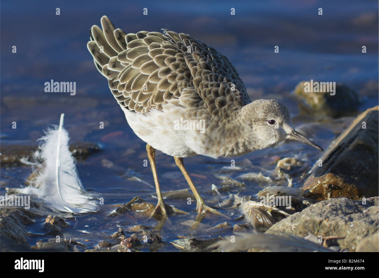 Ruff male bird hi-res stock photography and images - Alamy