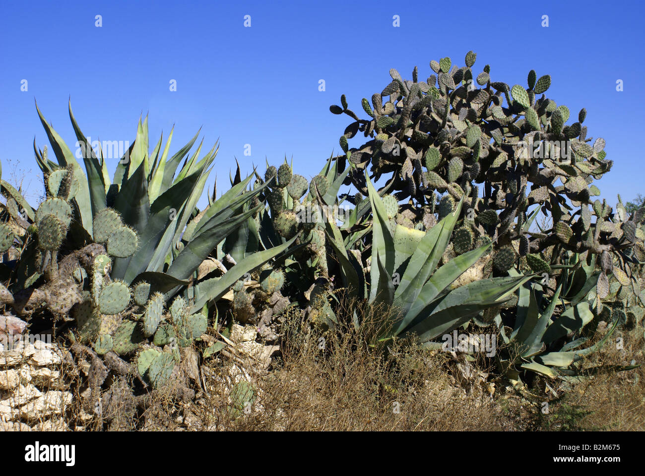 Several varieties of cactus plants grow in Mexico Stock Photo - Alamy