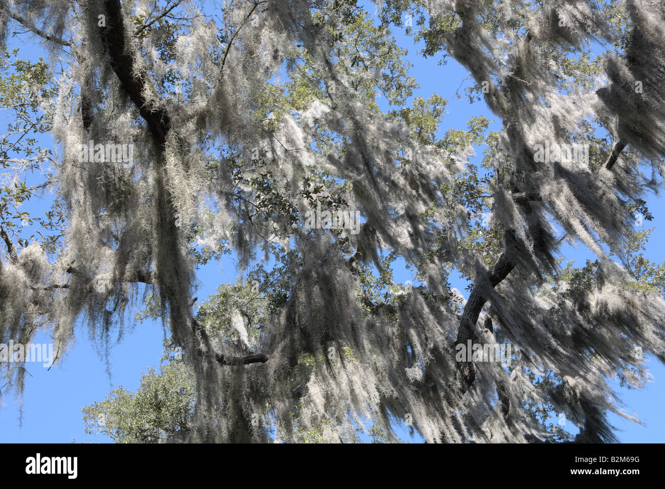 SPANISH MOSS TILLANDSIA USNEOIDES HANGING FROM LIVE OAK BRANCHES ON ...