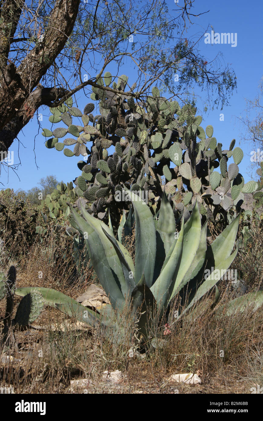 Cactus plants in Mexico Stock Photo - Alamy