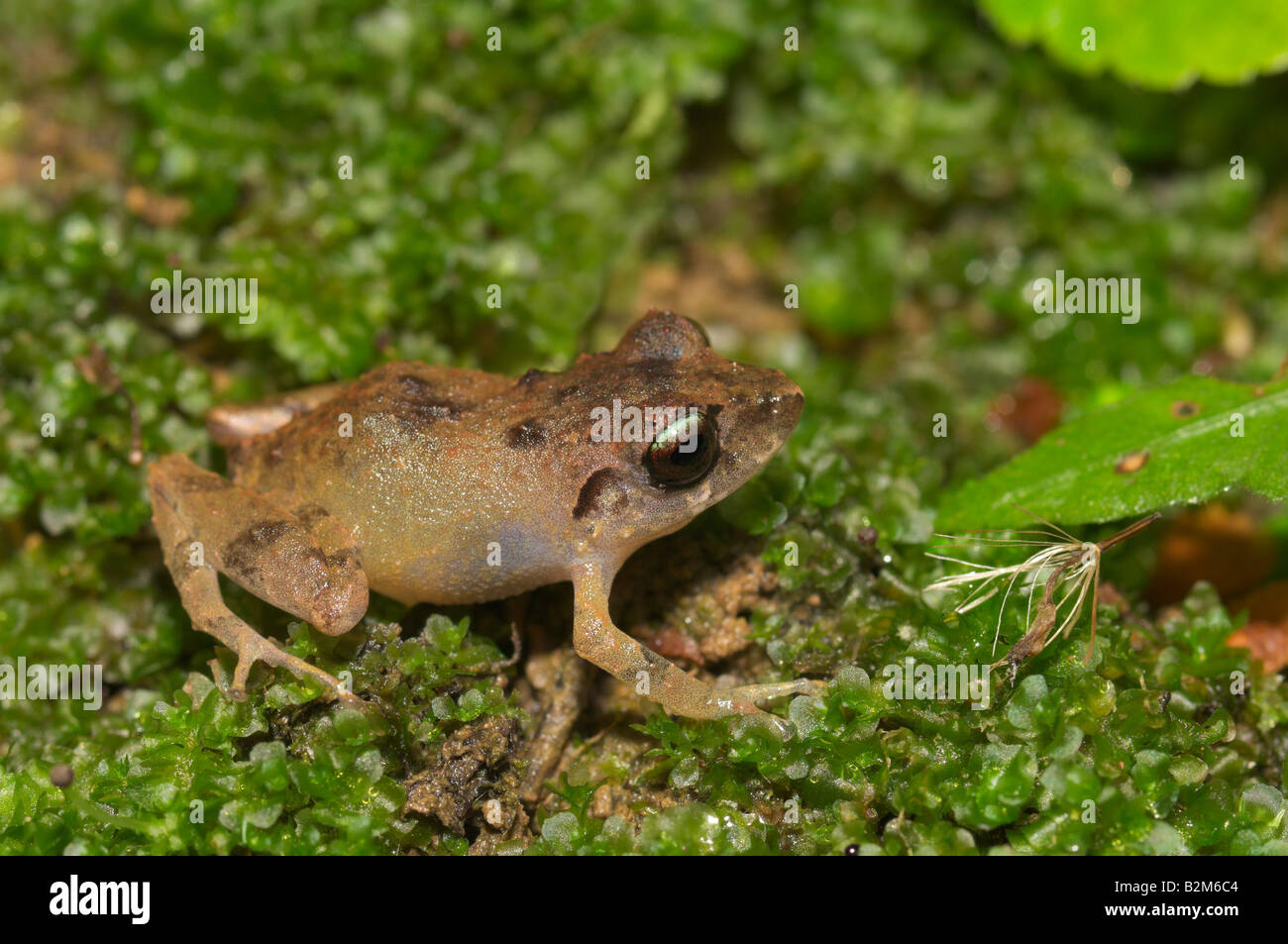 Whistling Frog Pristimantis or Eleutherodactylus urichi Stock Photo - Alamy