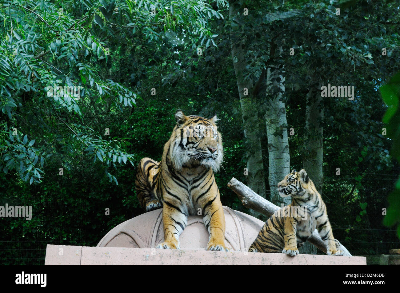 Chessington zoo hi-res stock photography and images - Alamy