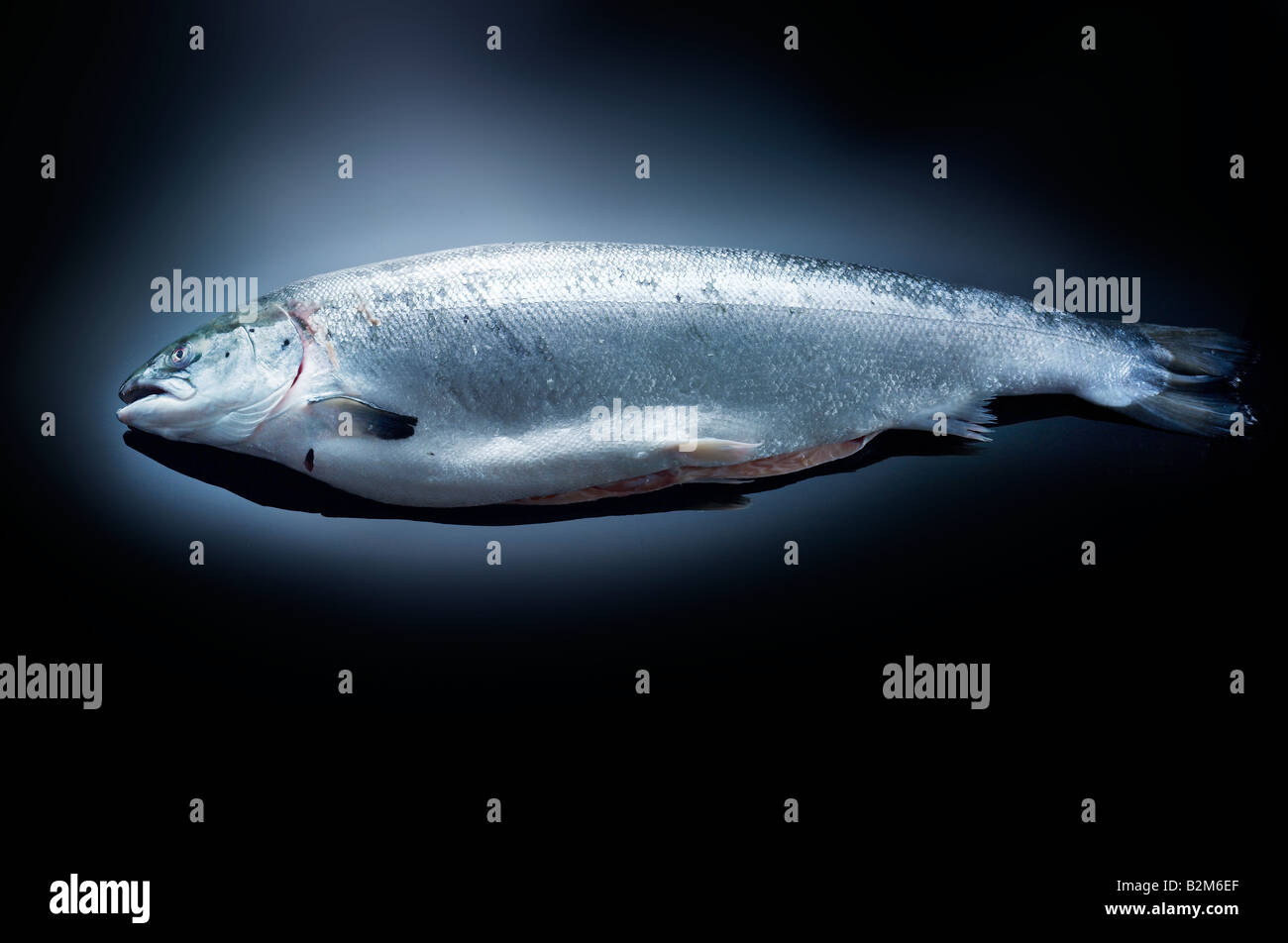 Atlantic salmon hi-res stock photography and images - Alamy