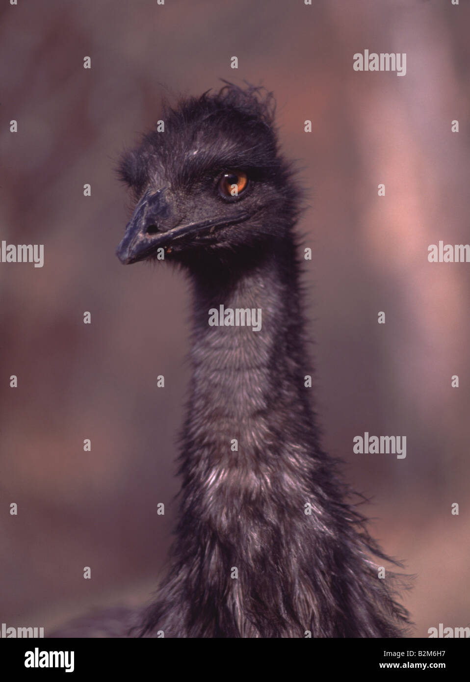 The Flightless Bird Ostrich Stock Photo - Alamy