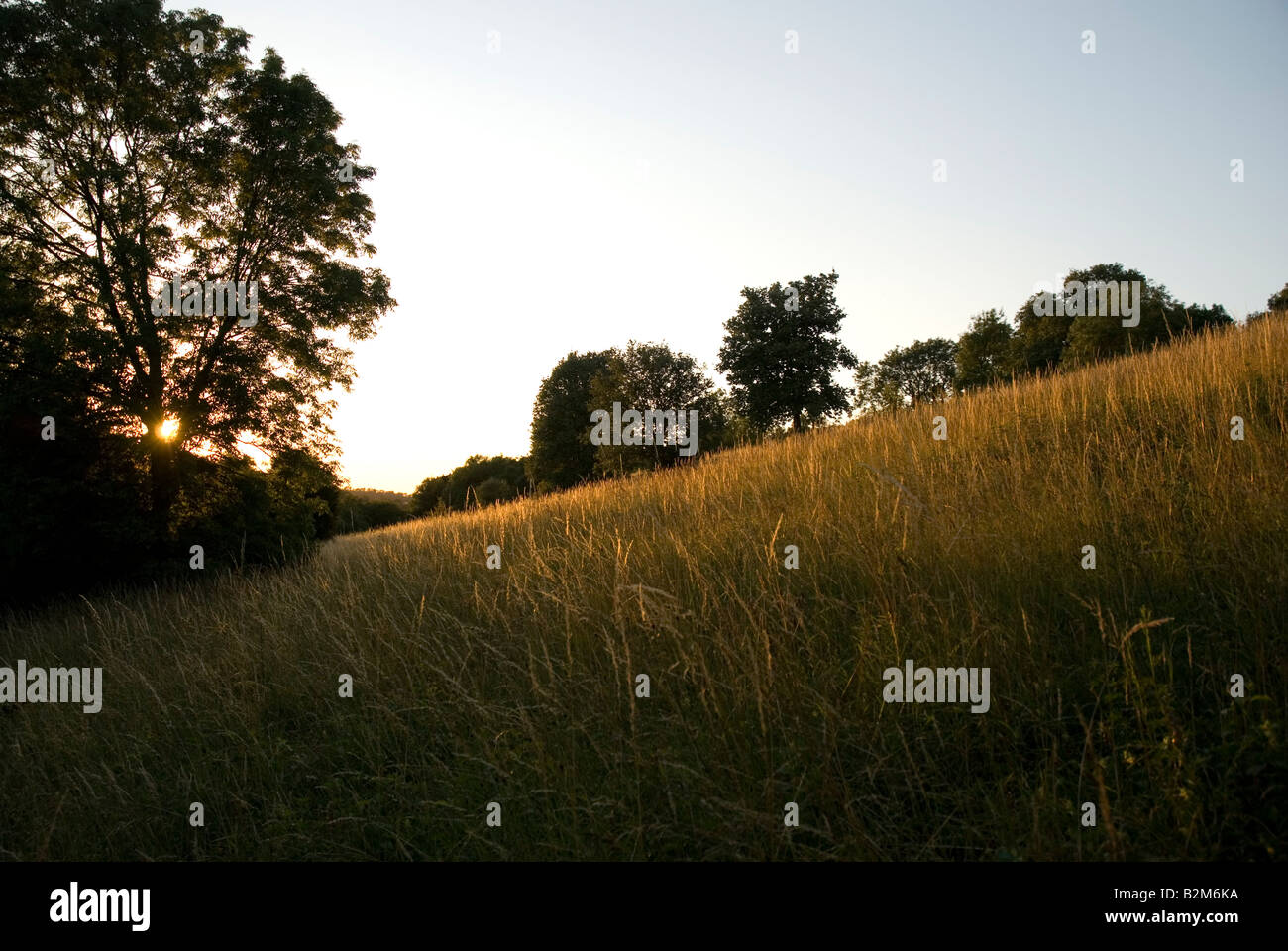 trees common evening lit sunset field grass Stock Photo - Alamy