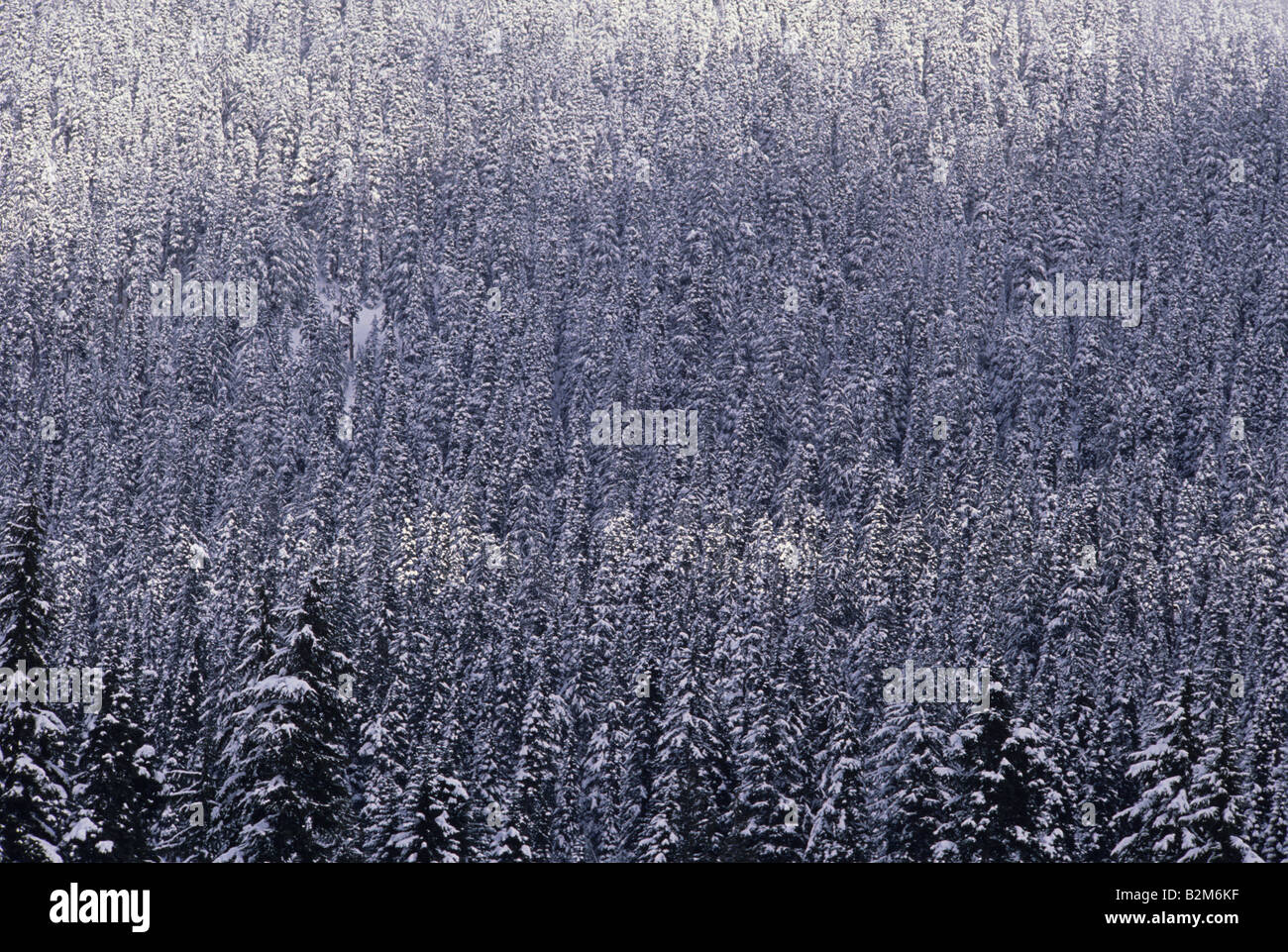 Winter snow scene with snow on evergreen trees in the North Cascade ...