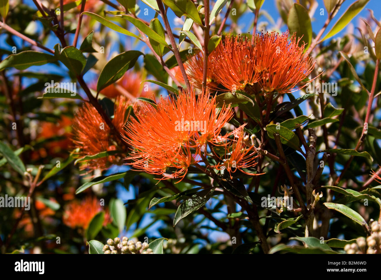 Australian Native Flowering Bush Stock Photo - Alamy