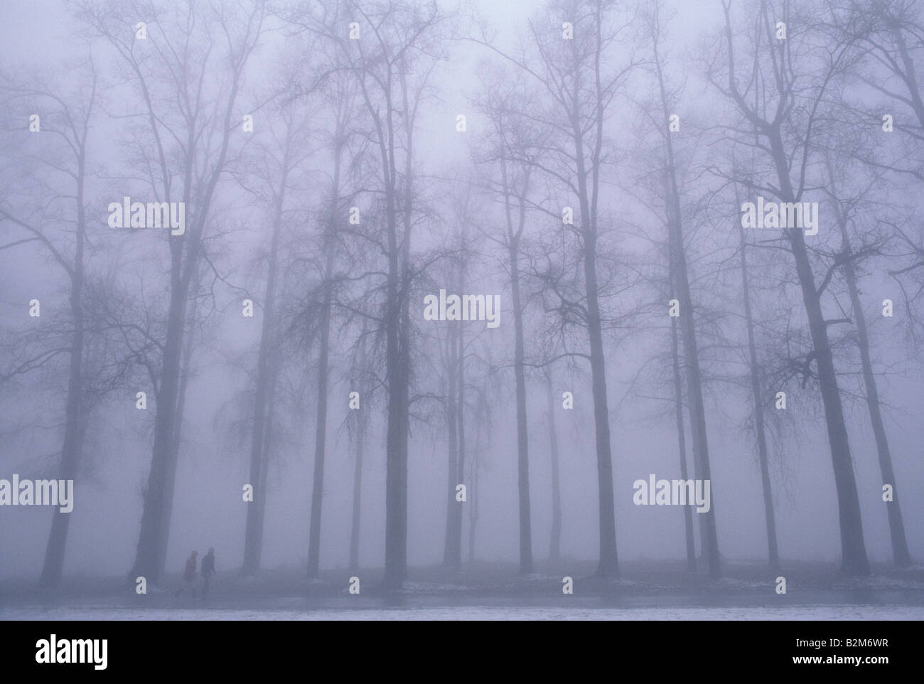 Sunrise in fog with giant trees and people walking along path at ...