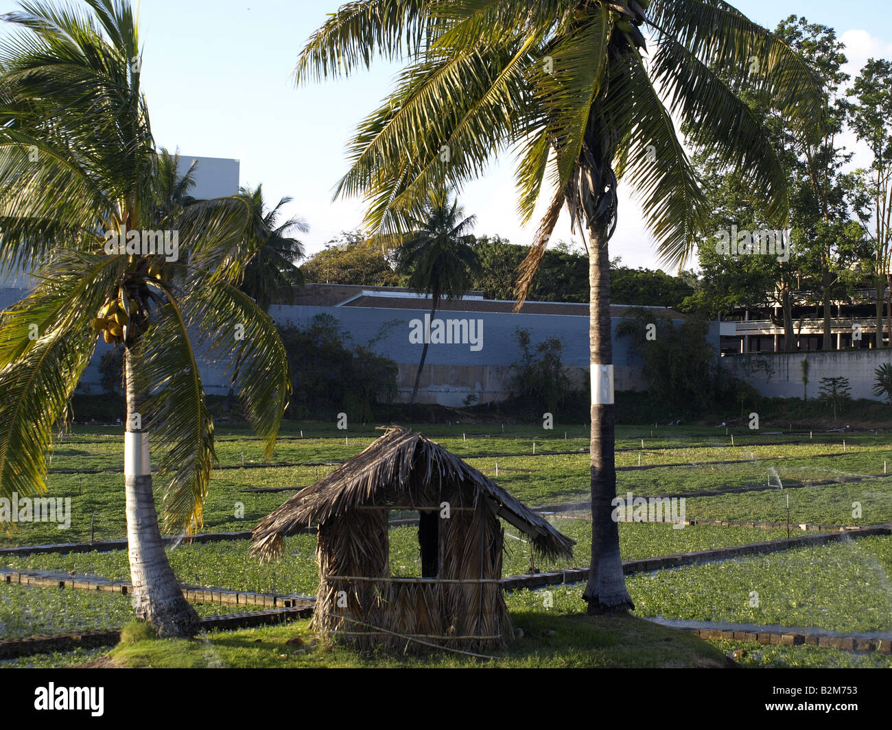 water cress farm in honolulu, Hawaii, USA Stock Photo - Alamy